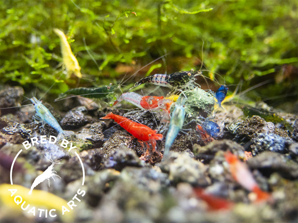 Assorted Neocaridina Shrimp (Neocaridina davidi), BREDBY: Aquatic Arts