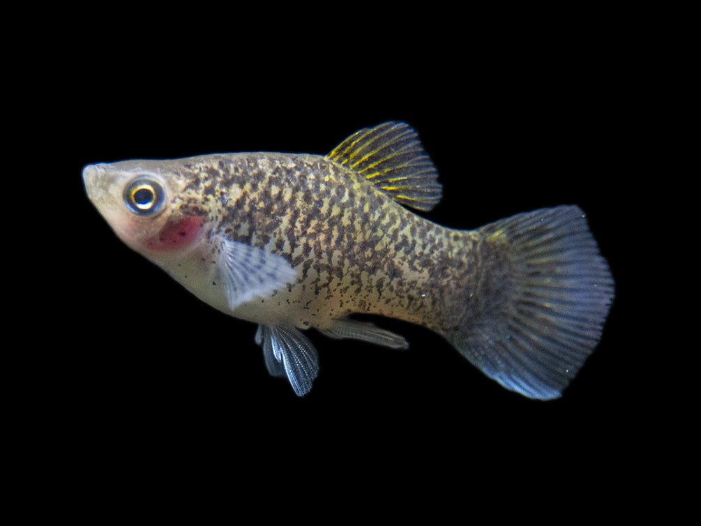 Sunset Fire Platy Tail