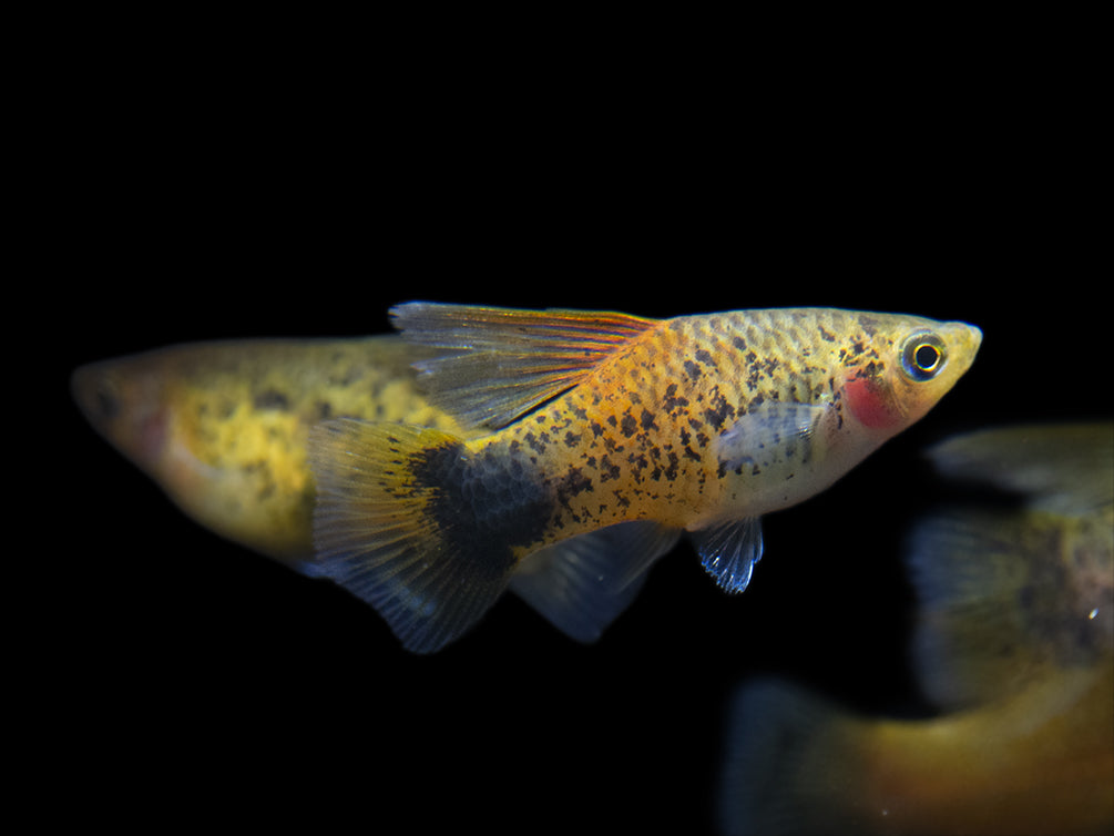 Assorted Platy Fish - Aquatic Arts on sale today for $ 10.99