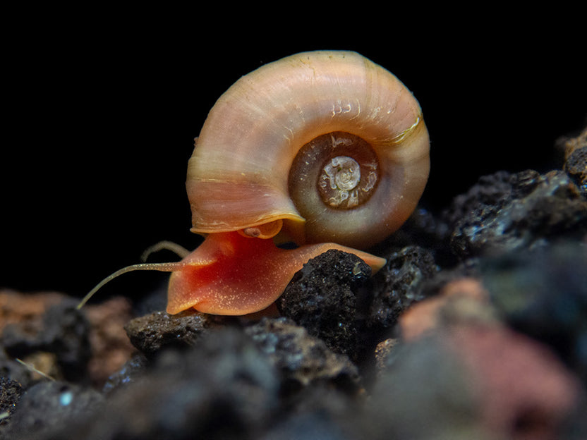 Freshwater Snails | Next-Day US Delivery | 100% Live Arrival Guarantee ...