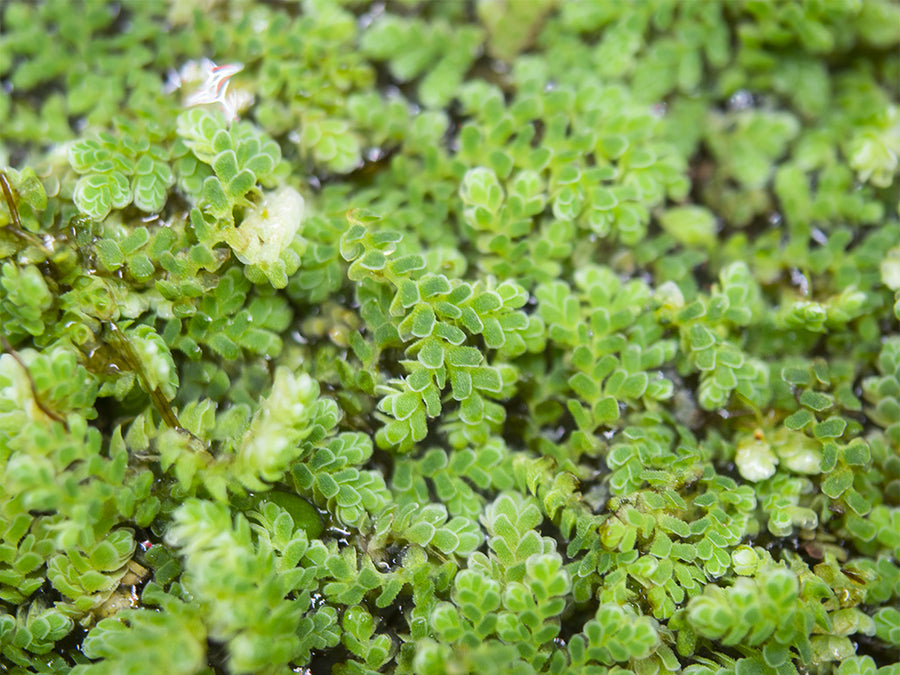 Mosquito Fern AKA Fairy Moss (Azolla caroliniana) - Aquatic Arts