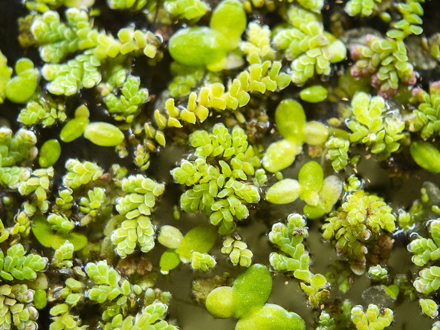 Mosquito Fern AKA Fairy Moss (Azolla caroliniana) - Aquatic Arts