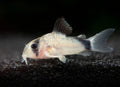 Bandit Cory Catfish (Corydoras metae), Tank-Bred - Aquatic Arts
