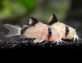 Bandit Cory Catfish (Corydoras metae), Tank-Bred - Aquatic Arts