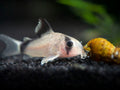 Bandit Cory Catfish (Corydoras metae), Tank-Bred - Aquatic Arts