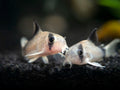 Bandit Cory Catfish (Corydoras metae), Tank-Bred - Aquatic Arts