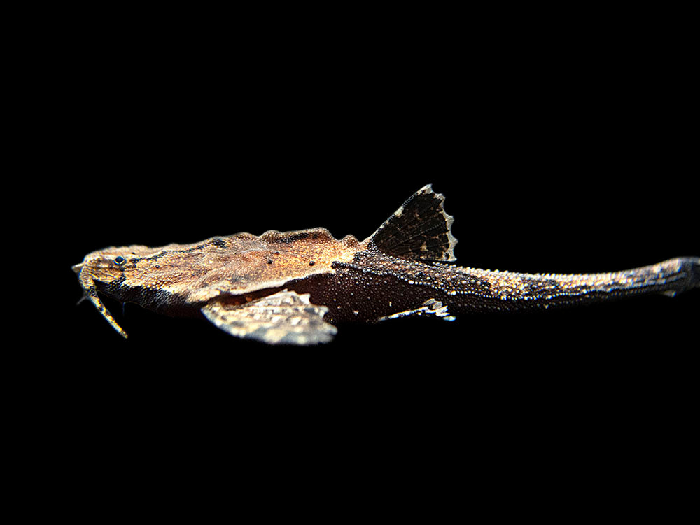 Banjo Catfish (Bunocephalus coracoideus) - Aquatic Arts