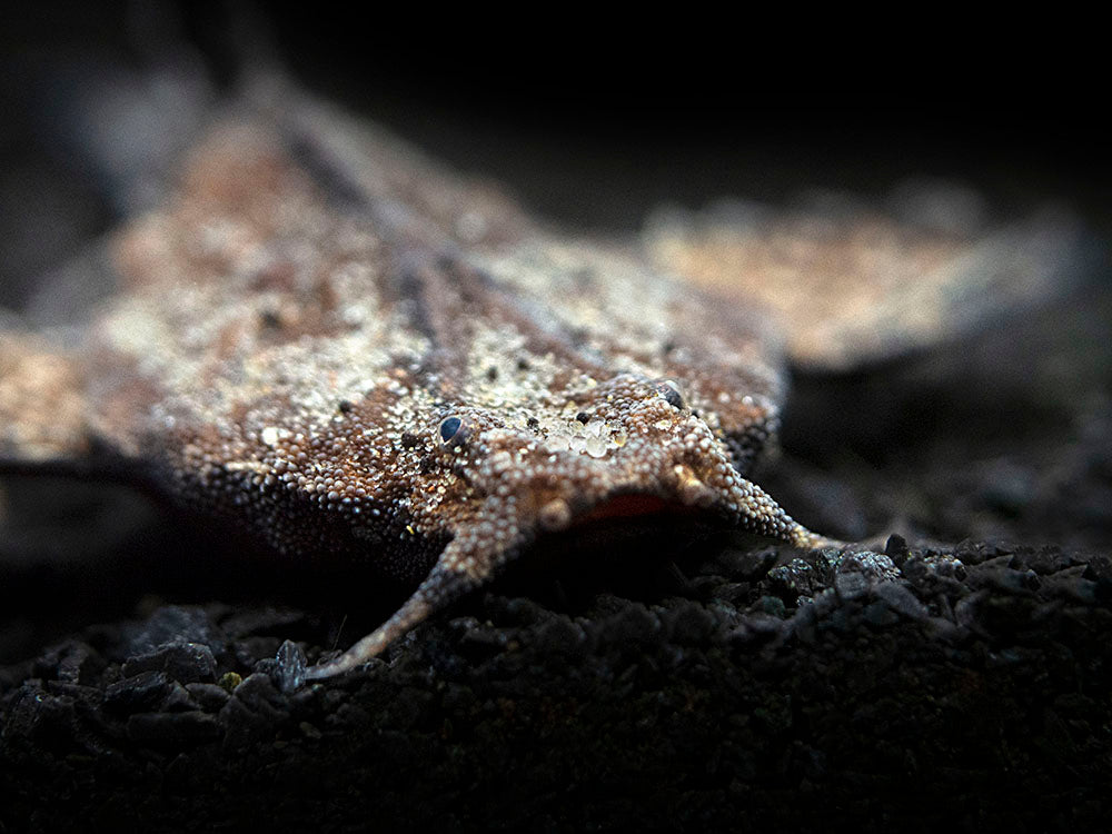 Banjo Catfish (Bunocephalus coracoideus) - Aquatic Arts
