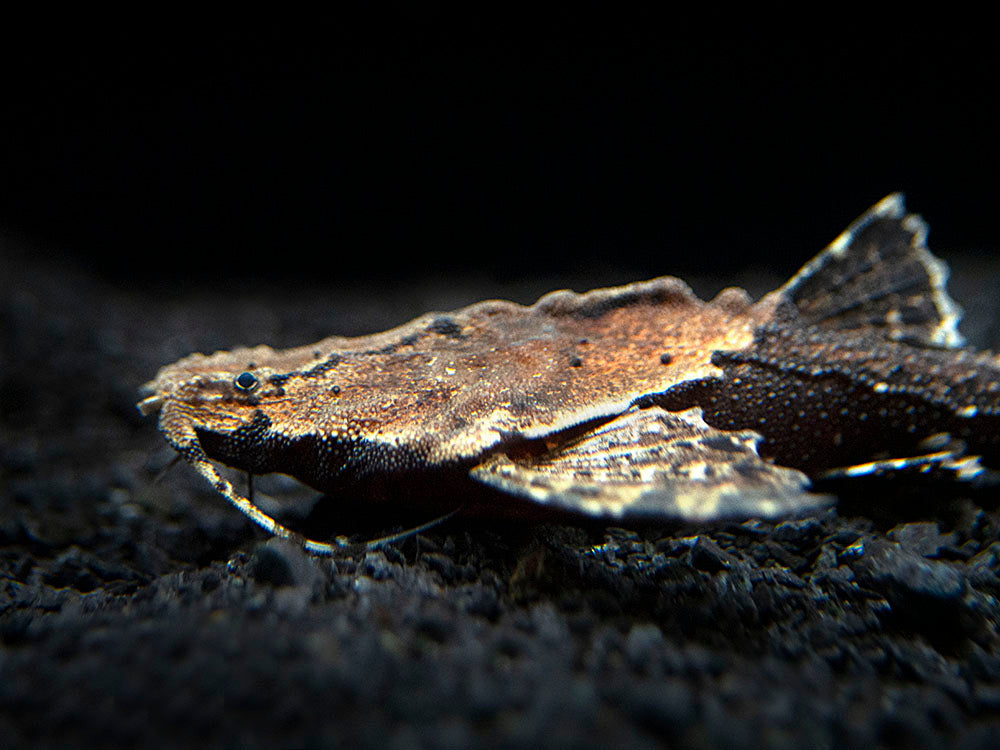 Banjo Catfish (Bunocephalus coracoideus) - Aquatic Arts