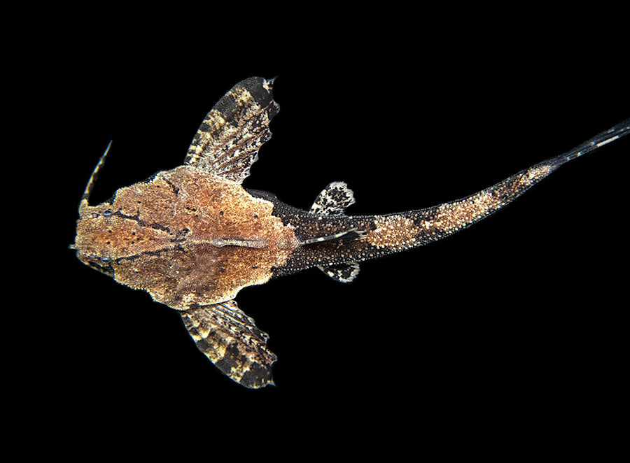 Banjo Catfish (Bunocephalus coracoideus) - Aquatic Arts