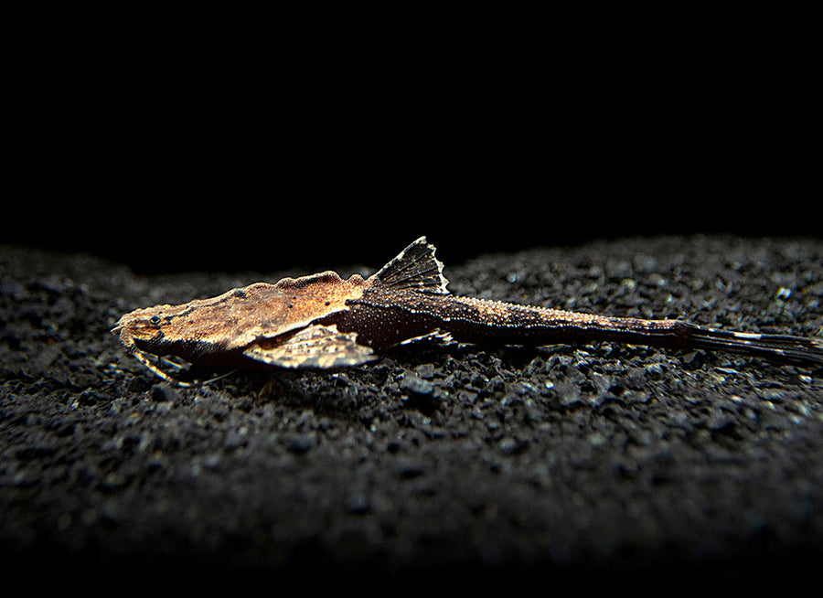 Banjo Catfish (Bunocephalus coracoideus) - Aquatic Arts