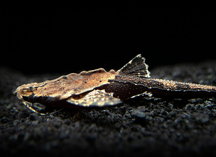 Banjo Catfish (Bunocephalus coracoideus) - Aquatic Arts