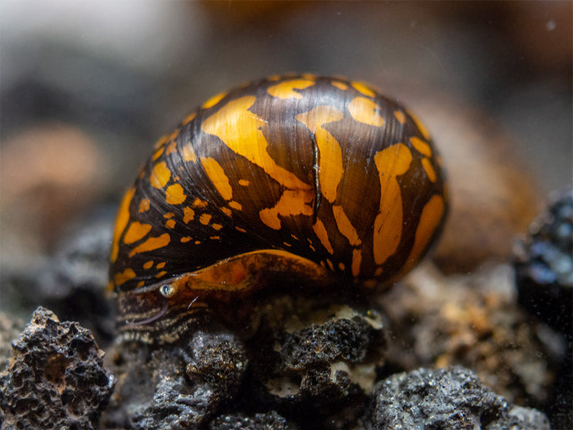 Nerite Snails – Aquatic Arts