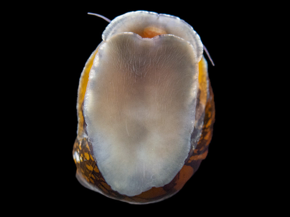 Freshwater Snails | Next-Day US Delivery | 100% Live Arrival Guarantee ...