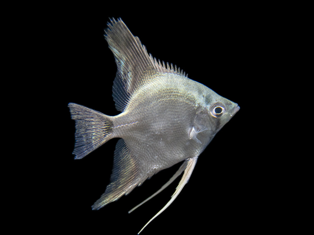 Blue Silver Angelfish