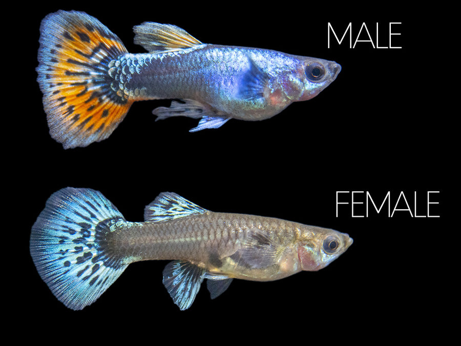 Order Nano Fish Online | Next-Day US Delivery | Live Arrival Guarantee ...