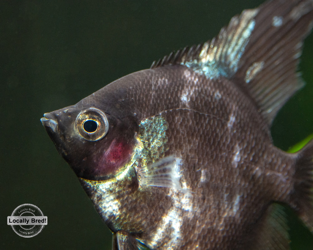 Black Angelfish (Pterophyllum scalare), LOCALLY BRED! - Aquatic Arts
