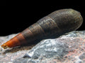 Black Devil Snail (Faunus ater) - Aquatic Arts