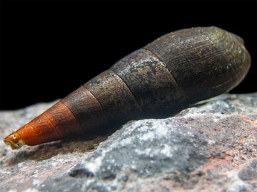 Black Devil Snail (Faunus ater) - Aquatic Arts