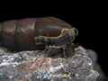 Black Devil Snail (Faunus ater) - Aquatic Arts