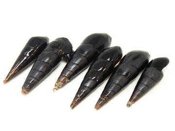 Black Devil Snail (Faunus ater) - Aquatic Arts