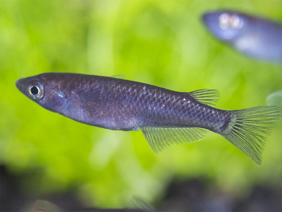 Black Medaka Ricefish (Oryzias latipes) - Aquatic Arts