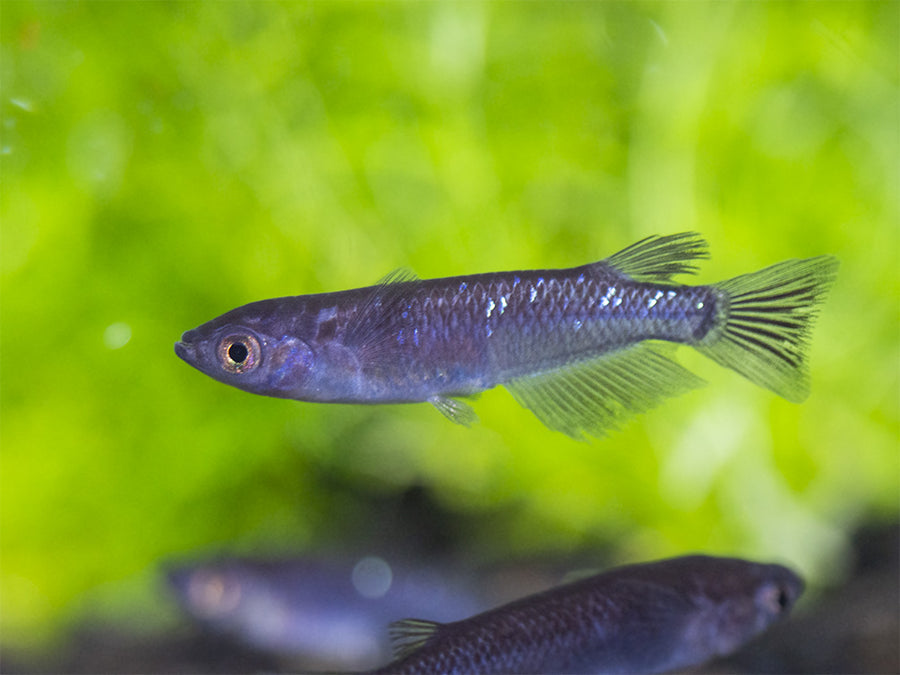 Black Medaka Ricefish (Oryzias latipes) - Aquatic Arts