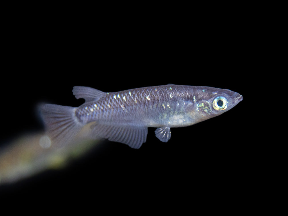 Black Medaka Ricefish (Oryzias latipes) - Aquatic Arts