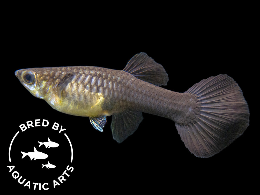 Black Moscow Guppy (Poecilia reticulata), Home Bred - Aquatic Arts