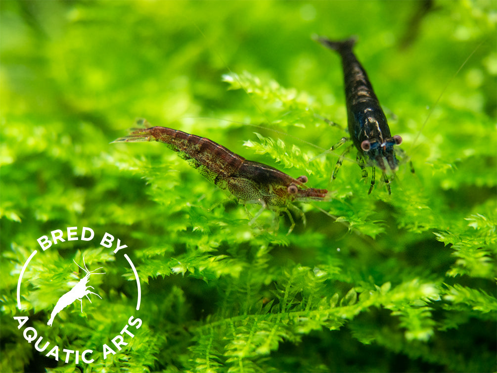 Black Rose Shrimp (Neocaridina davidi), BREDBY: Aquatic Arts on sale ...