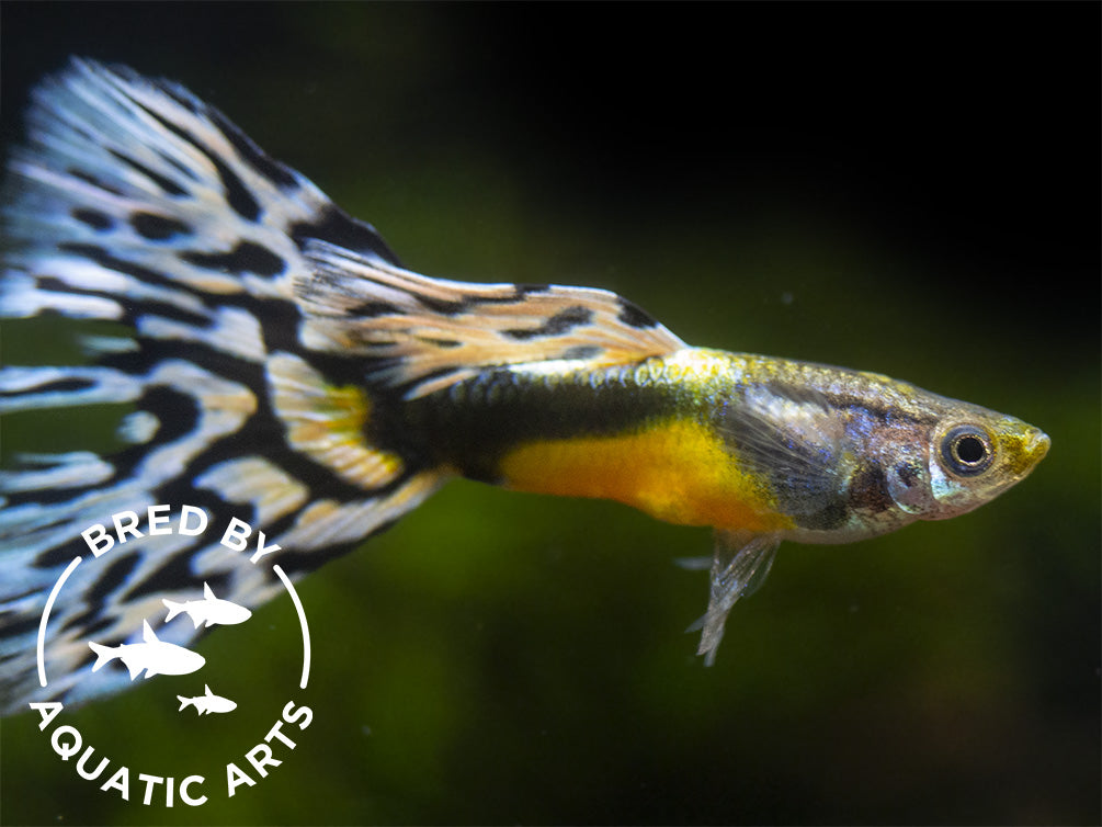 Black Saddle Guppy (Poecilia reticulata) - Aquatic Arts on sale today for $ 34.99