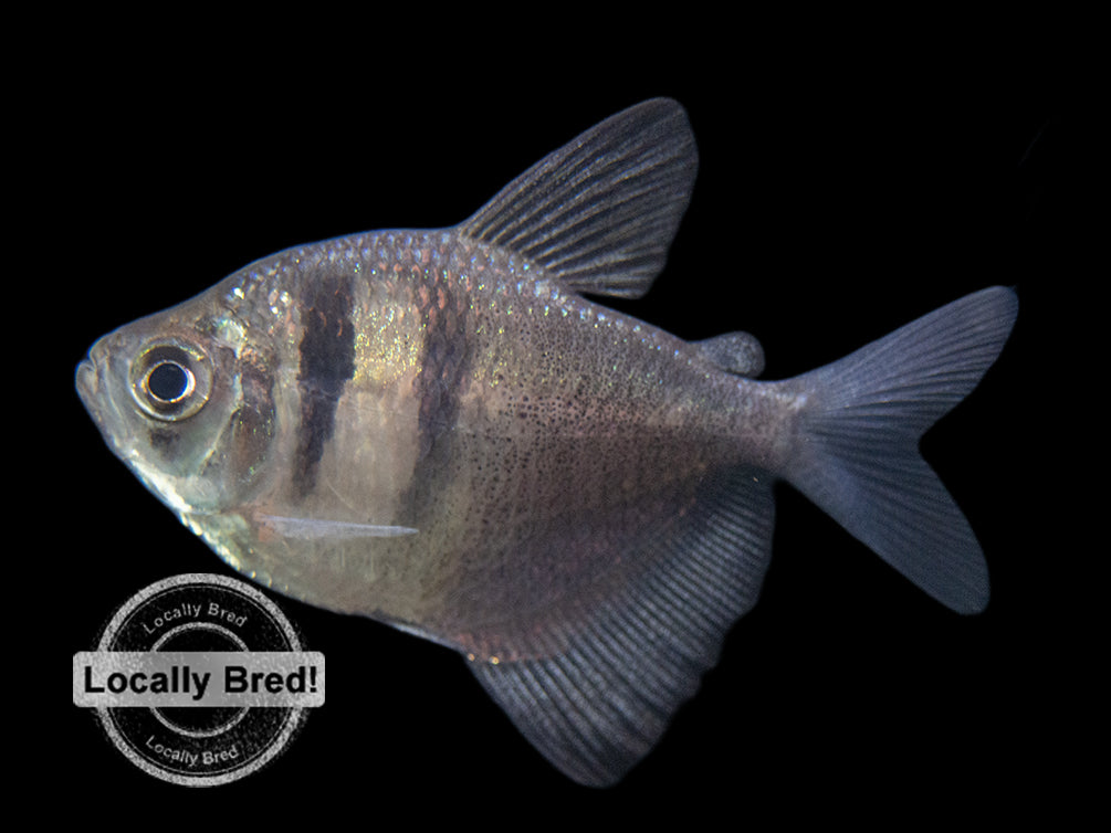 Small Gray Fish