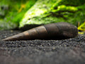 Black Devil Snail (Faunus ater) - Aquatic Arts