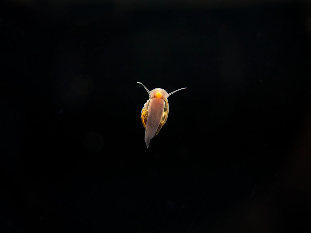 Bladder Snail (Physella acuta), BREDBY, Aquatic Arts
