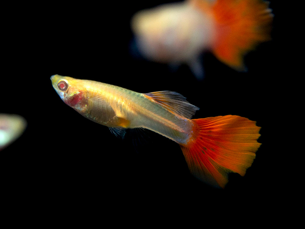 Full Red Albino Guppy (P. reticulata), Males & Females - Aquatic Arts ...