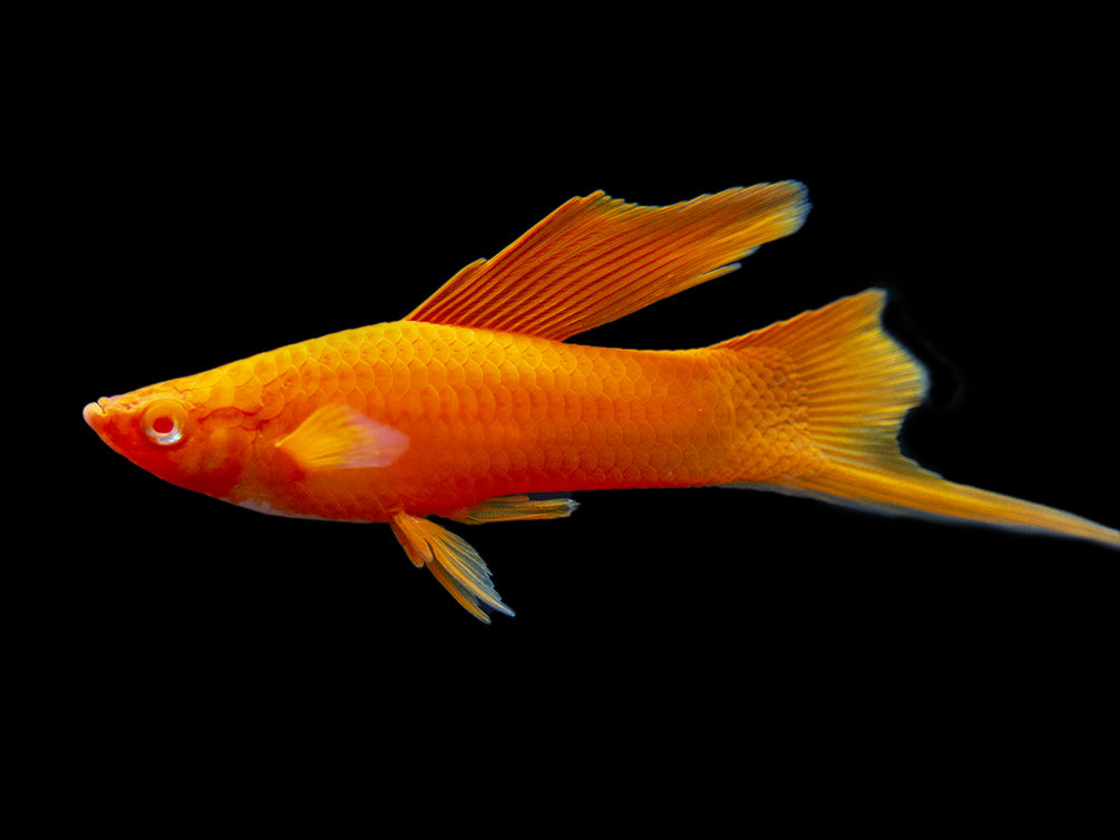 Mollies / Platies / Swordtails – Aquatic Arts