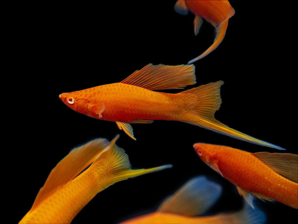 Mollies / Platies / Swordtails – Aquatic Arts