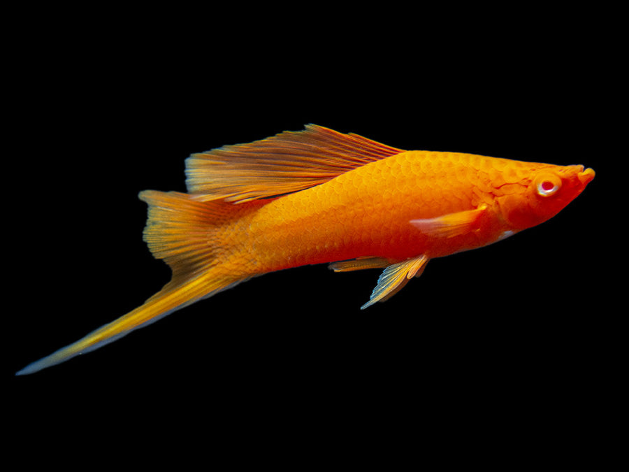 Mollies / Platies / Swordtails – Aquatic Arts