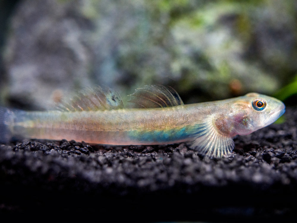 Blue Belly Red Goby (Lentipes ikeae)- Aquatic Arts