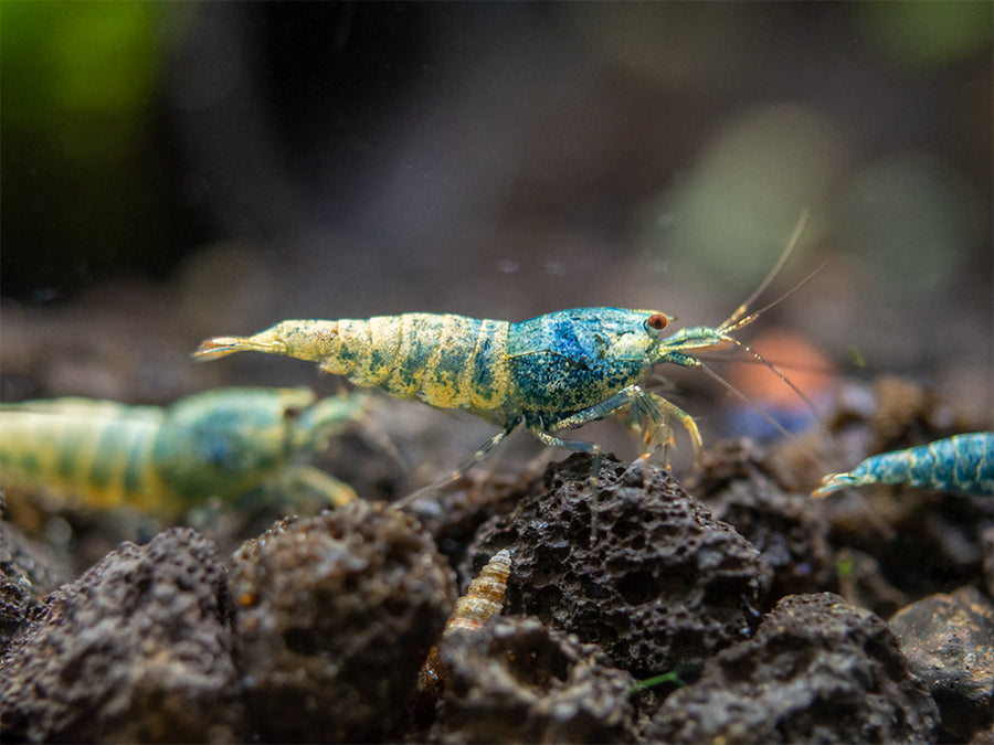 Blue Bolt Shrimp (TANK-RAISED!) A-S Grade - Aquatic Arts