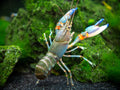 Blue Kong Zebra Crayfish (Cherax alyciae) - Aquatic Arts