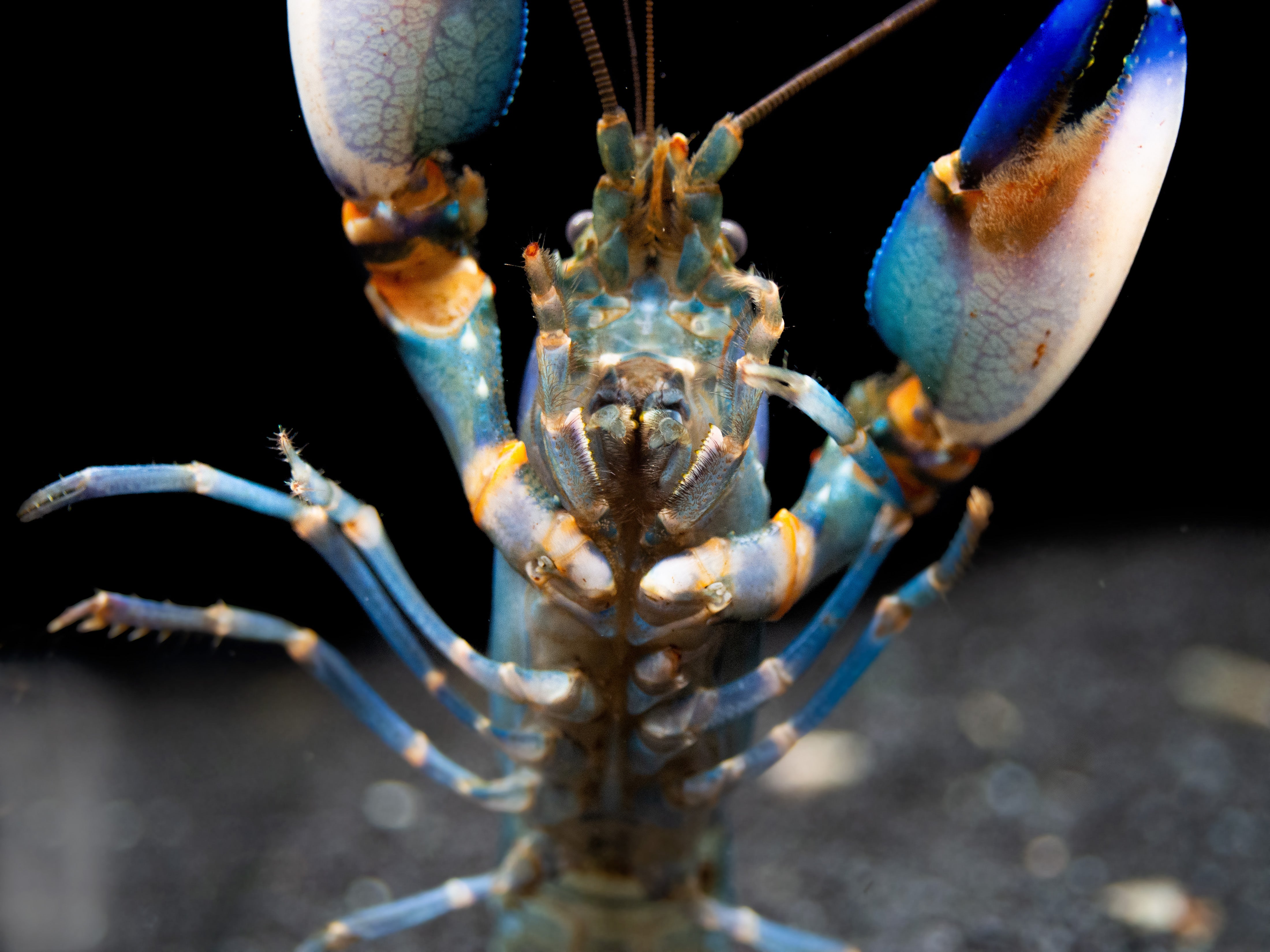 Blue Kong Zebra Crayfish (Cherax alyciae) - Aquatic Arts on sale today ...