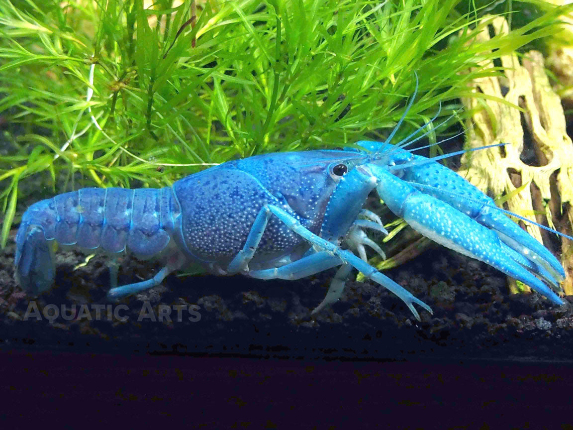 Electric Blue Crayfish - Aquatic Arts on sale today for $ 14.99