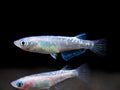 Blue Sparkle Medaka Ricefish (Oryzias latipes) - Aquatic Arts