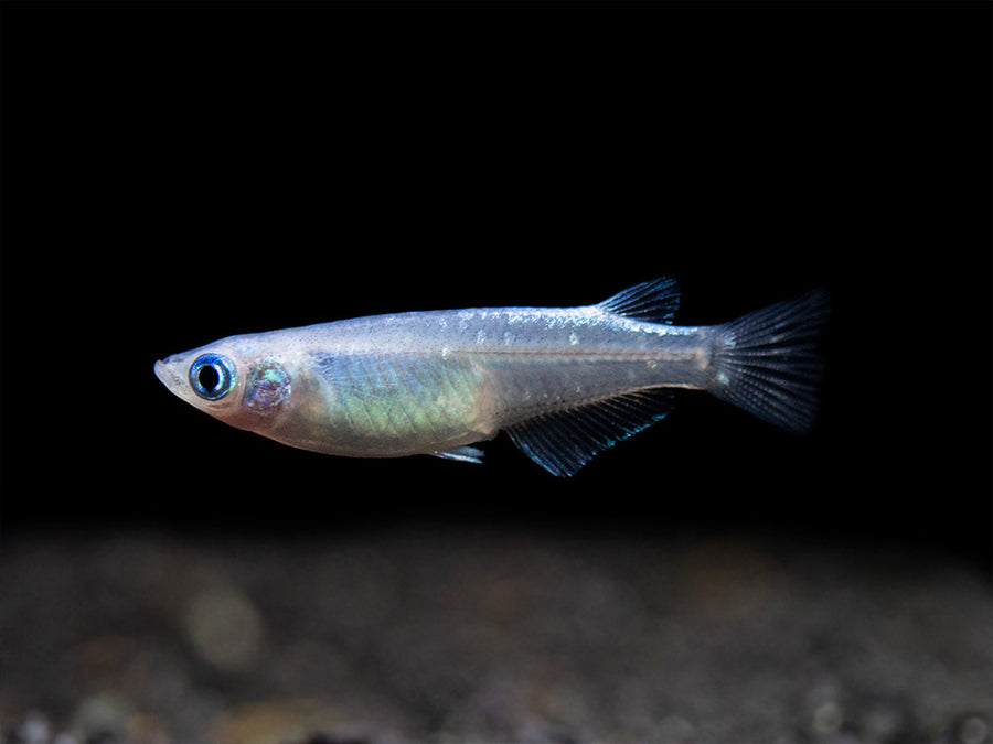 Blue Sparkle Medaka Ricefish (Oryzias latipes) - Aquatic Arts