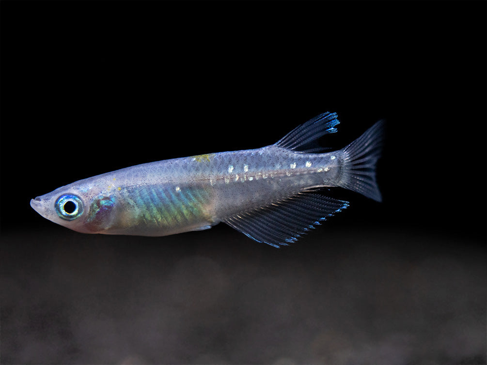 Blue Sparkle Medaka Ricefish (Oryzias latipes) - Aquatic Arts