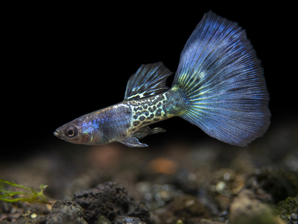 Blue Metal Snakeskin Guppy (Poecilia reticulata) - Aquatic Arts on sale ...