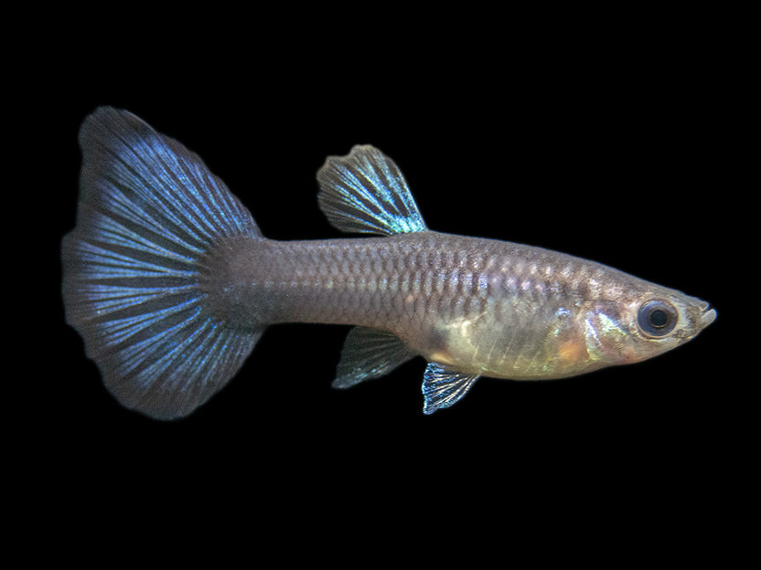 Shrimp Safe Fish (all shrimp) – Aquatic Arts
