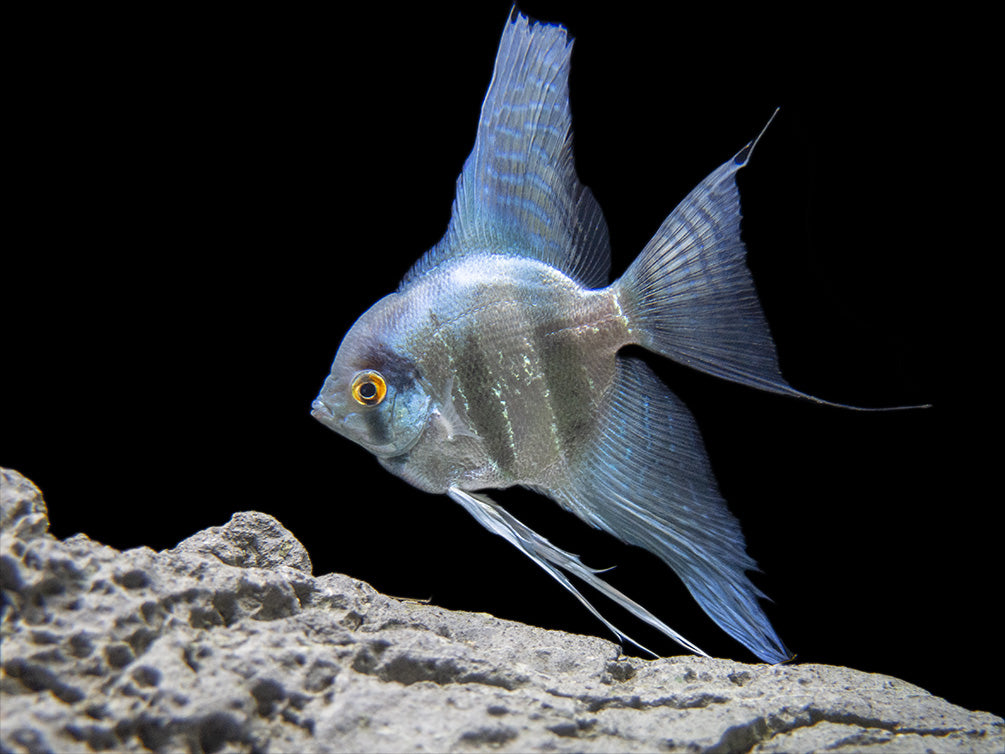 Blue Silver Angelfish