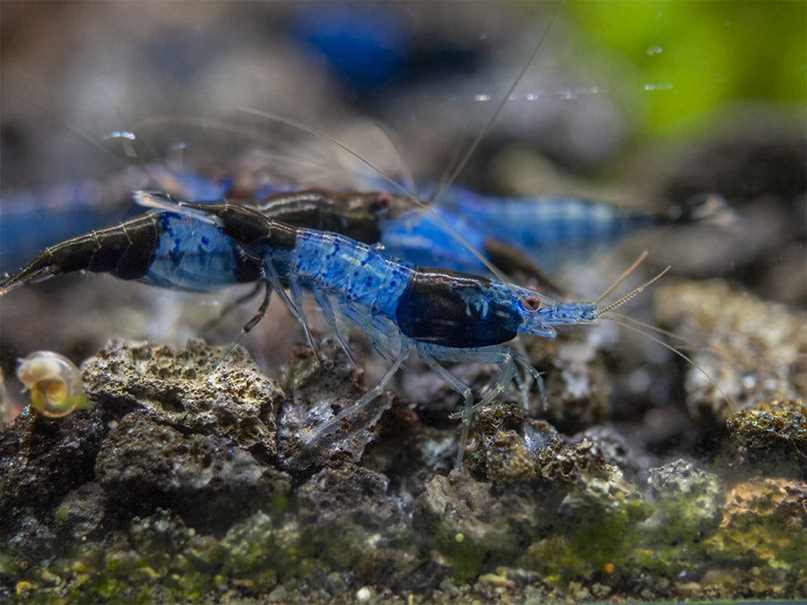 Blue Rili Shrimp - Aquatic Arts